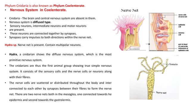 Primitive,diffused & advance Nervous system in Non chordata.pptx