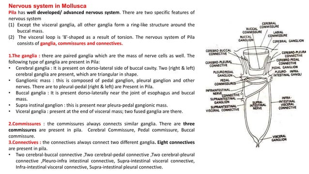 Primitive,diffused & advance Nervous system in Non chordata.pptx