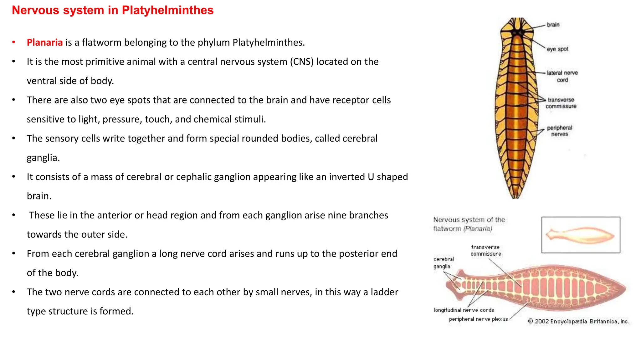 Primitive,diffused & advance Nervous system in Non chordata.pptx