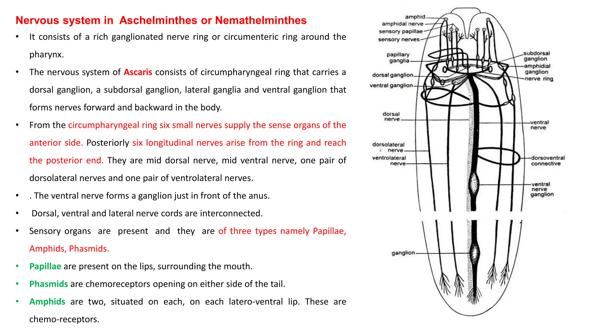 Primitive,diffused & advance Nervous system in Non chordata.pptx