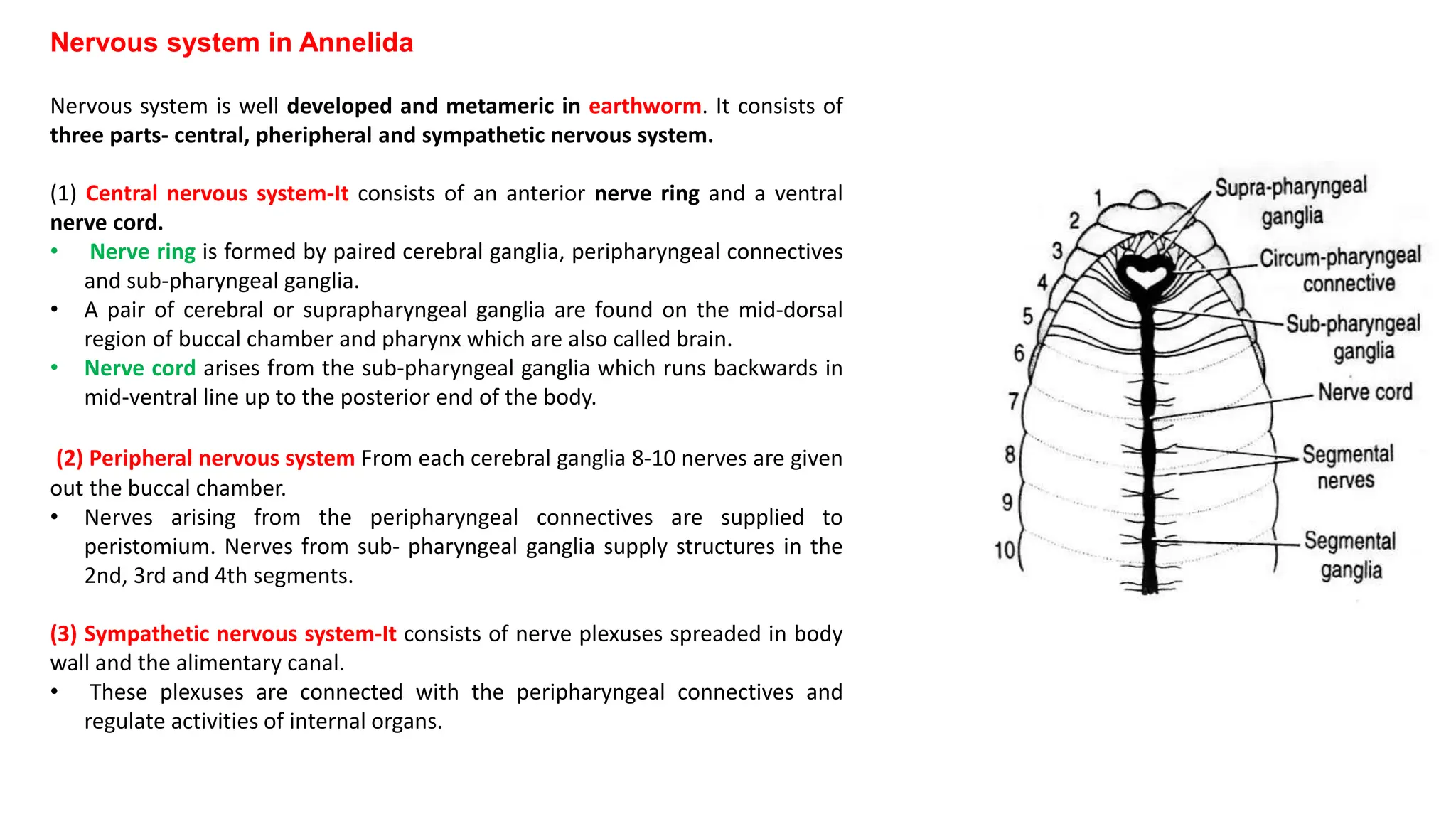 Primitive,diffused & advance Nervous system in Non chordata.pptx