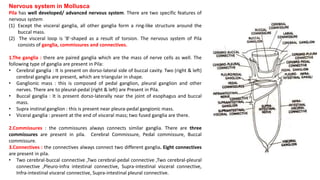 Primitive,diffused & advance Nervous system in Non chordata.pptx
