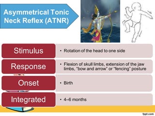 Primitive Reflexes.pdf