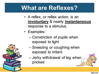 Primitive Reflexes.pdf
