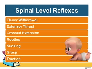 Primitive Reflexes.pdf