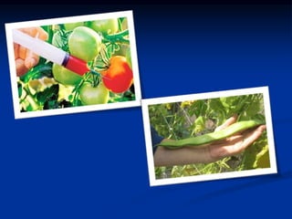 Primjena genetike | PPT