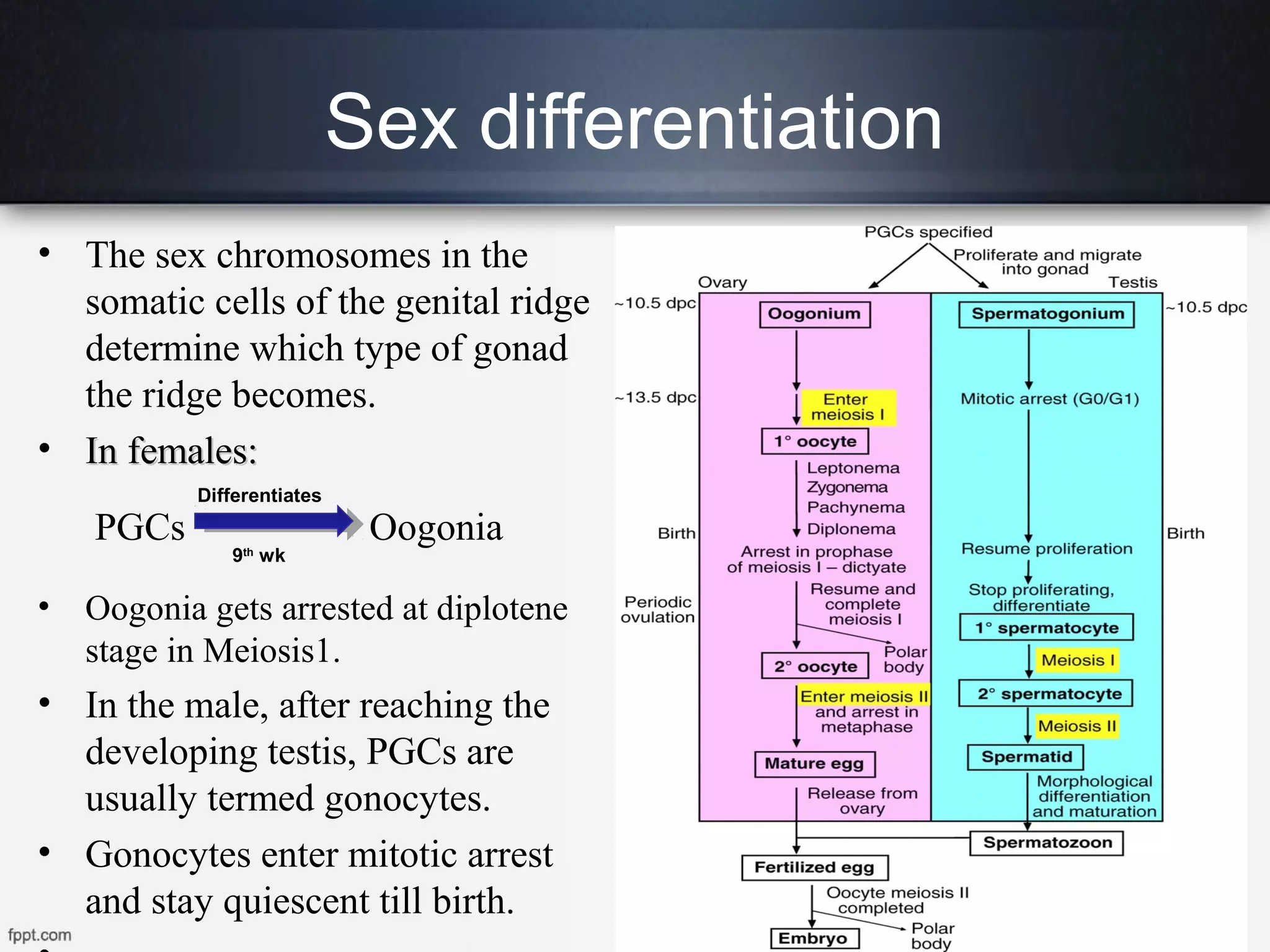 Primordial Germ Cells | PPT