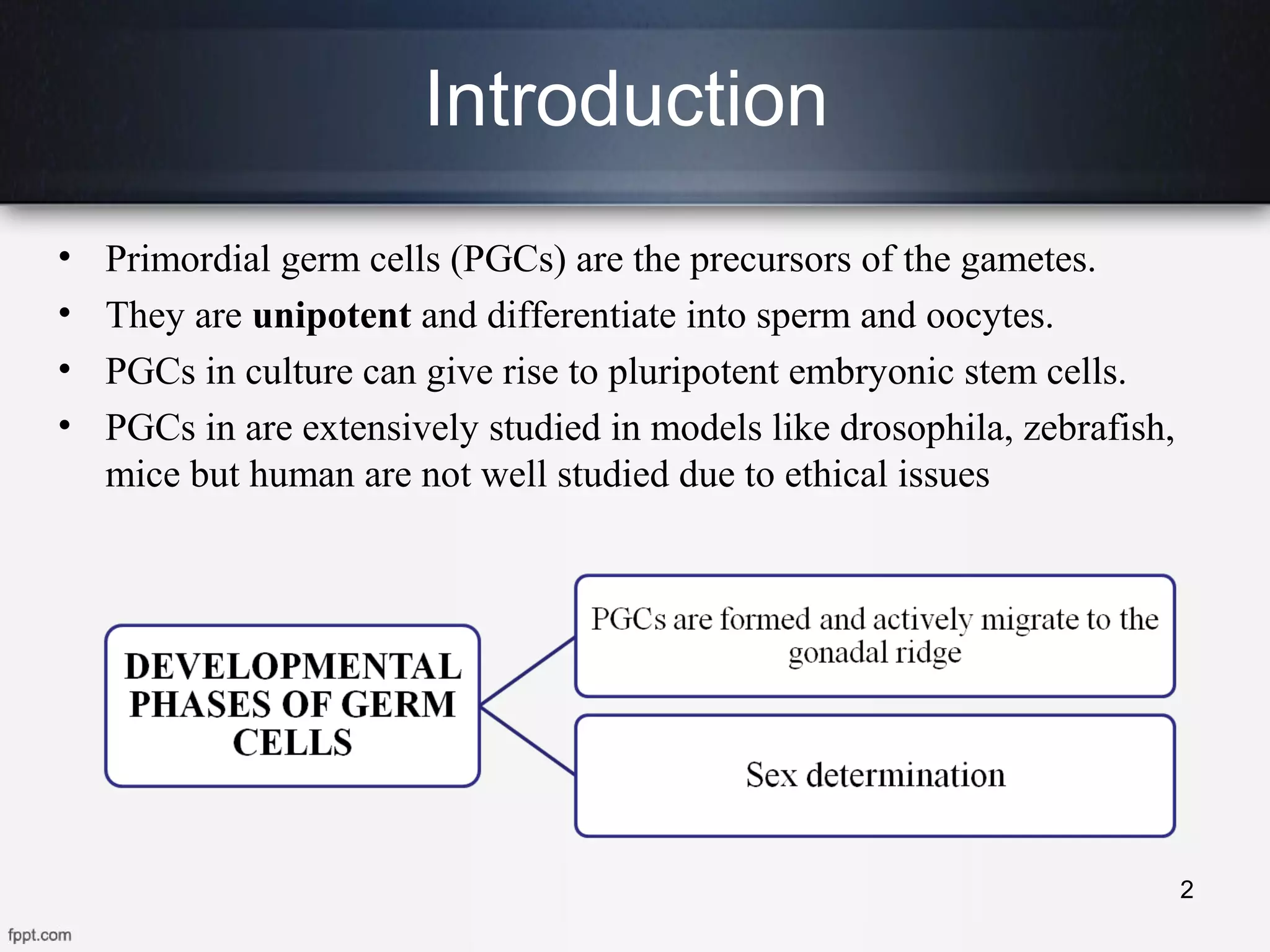Primordial Germ Cells | PPT