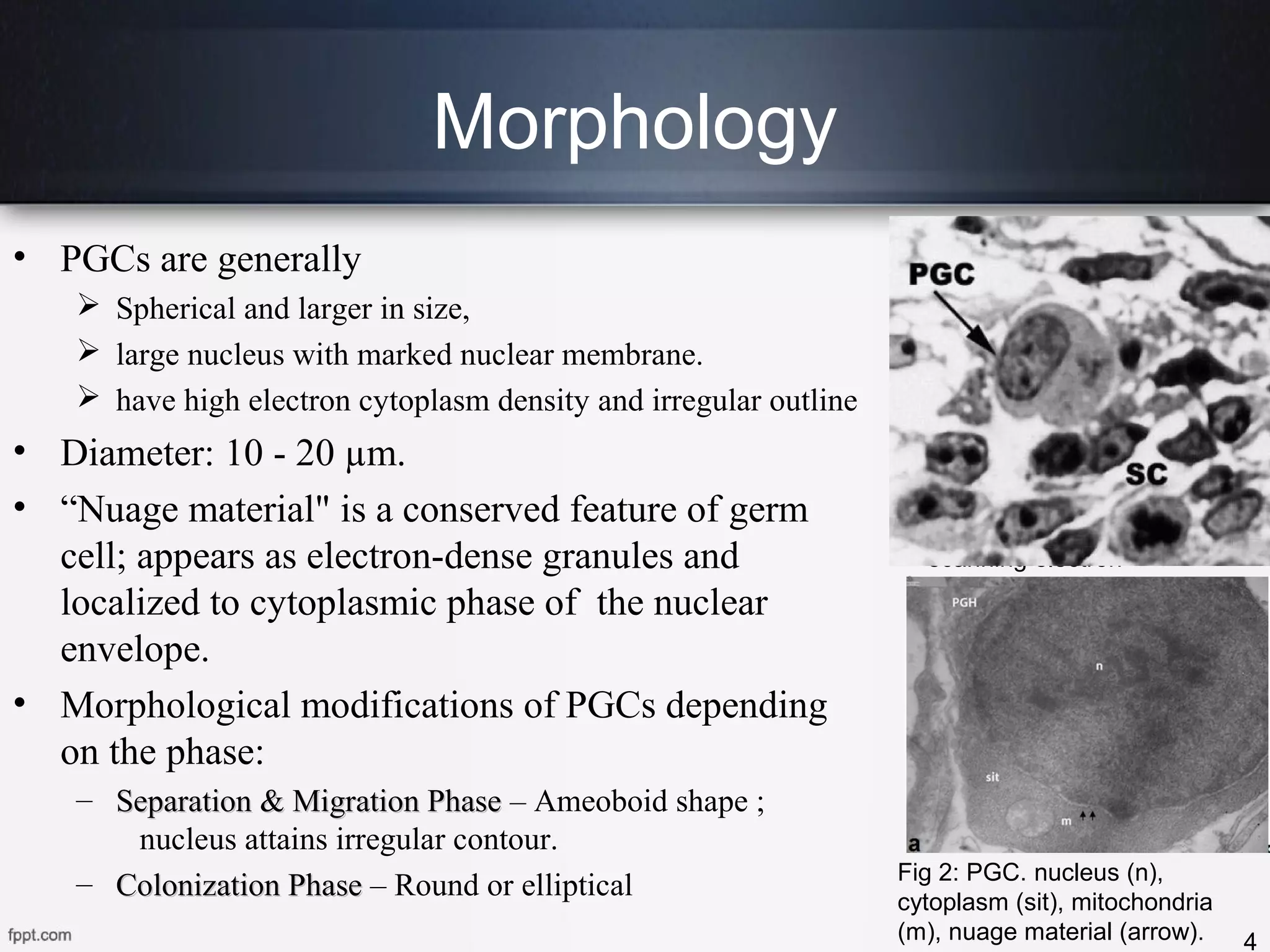Primordial Germ Cells | PPT
