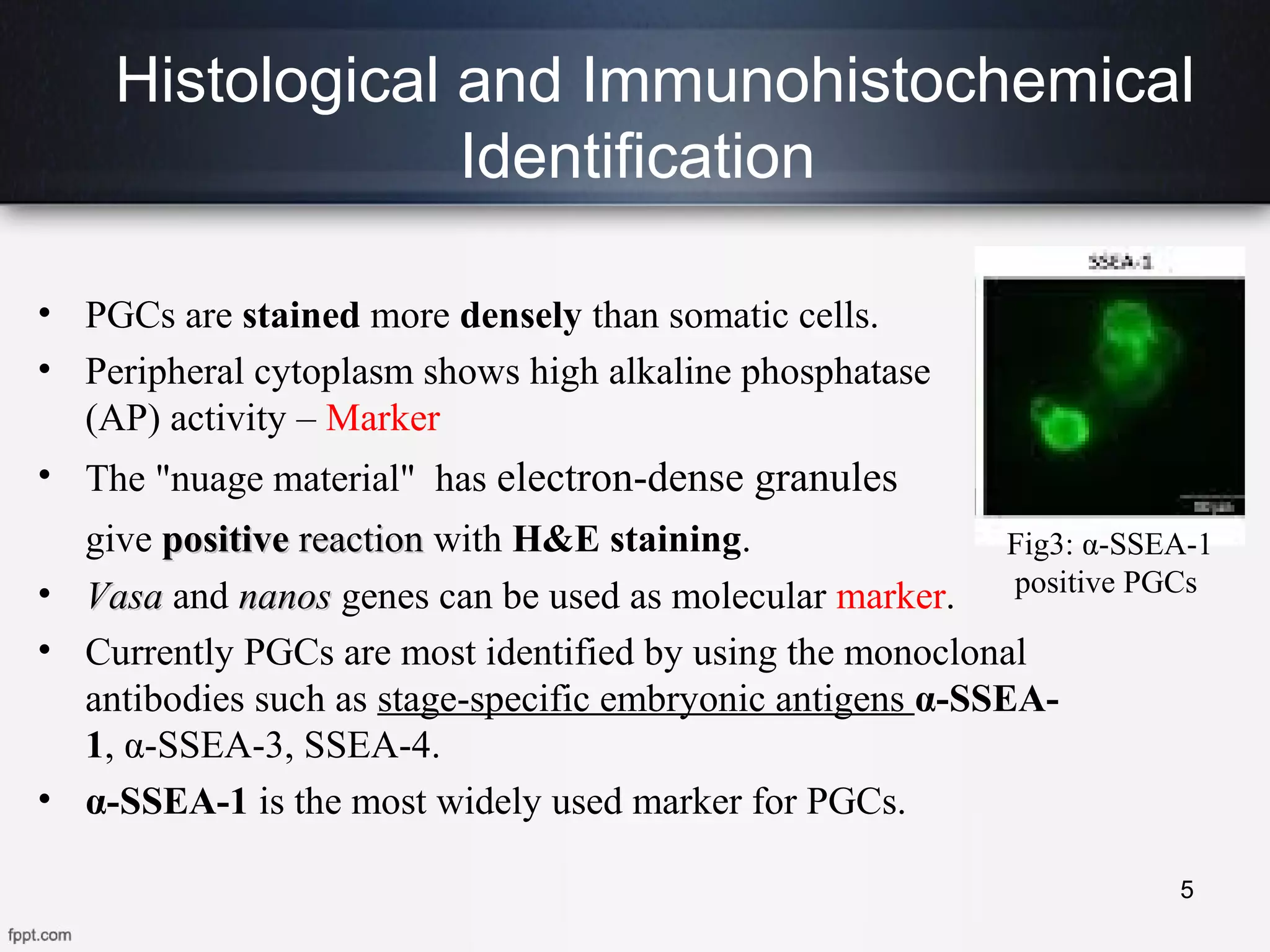 Primordial Germ Cells | PPT