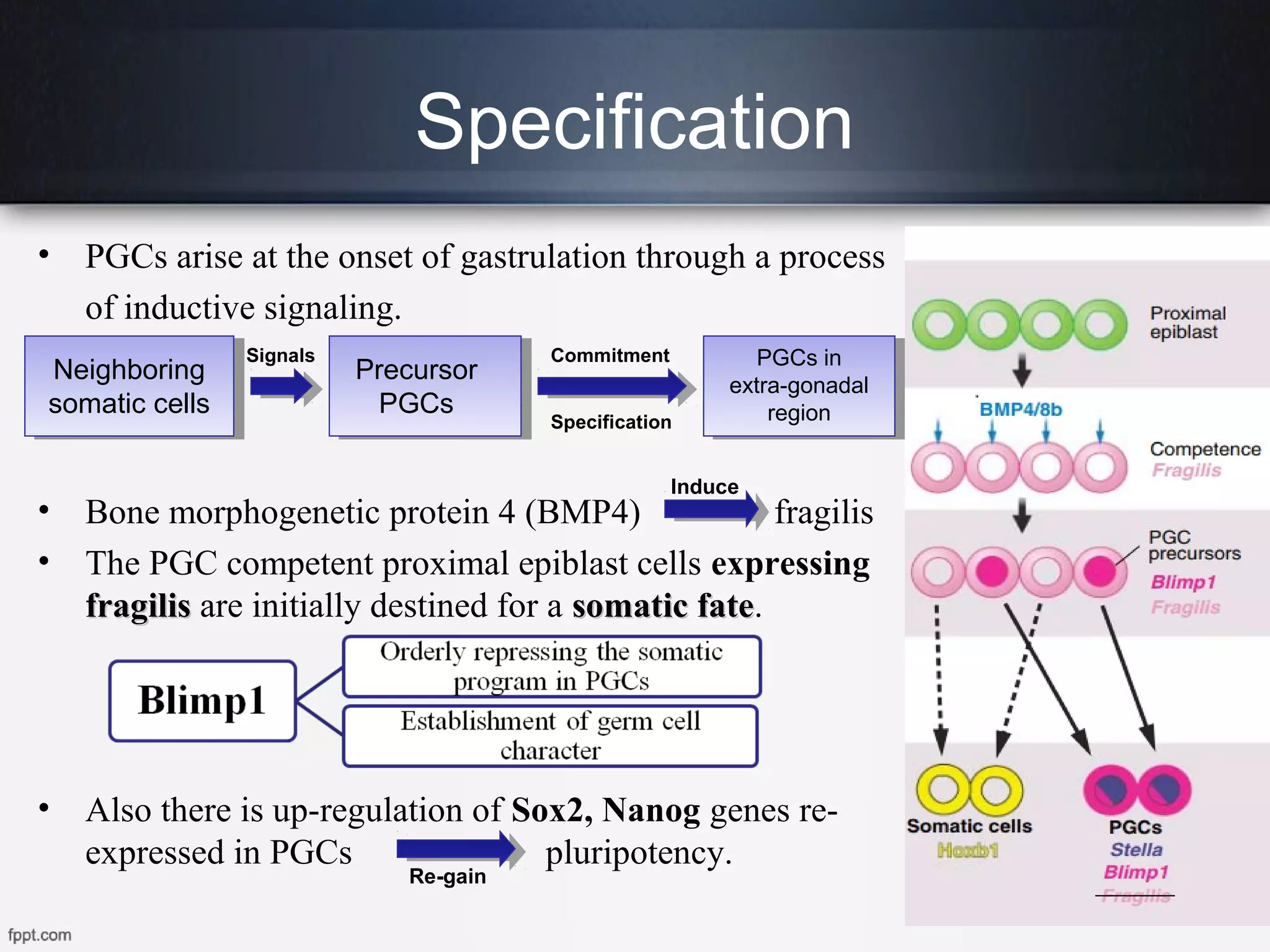 Primordial Germ Cells | PPT