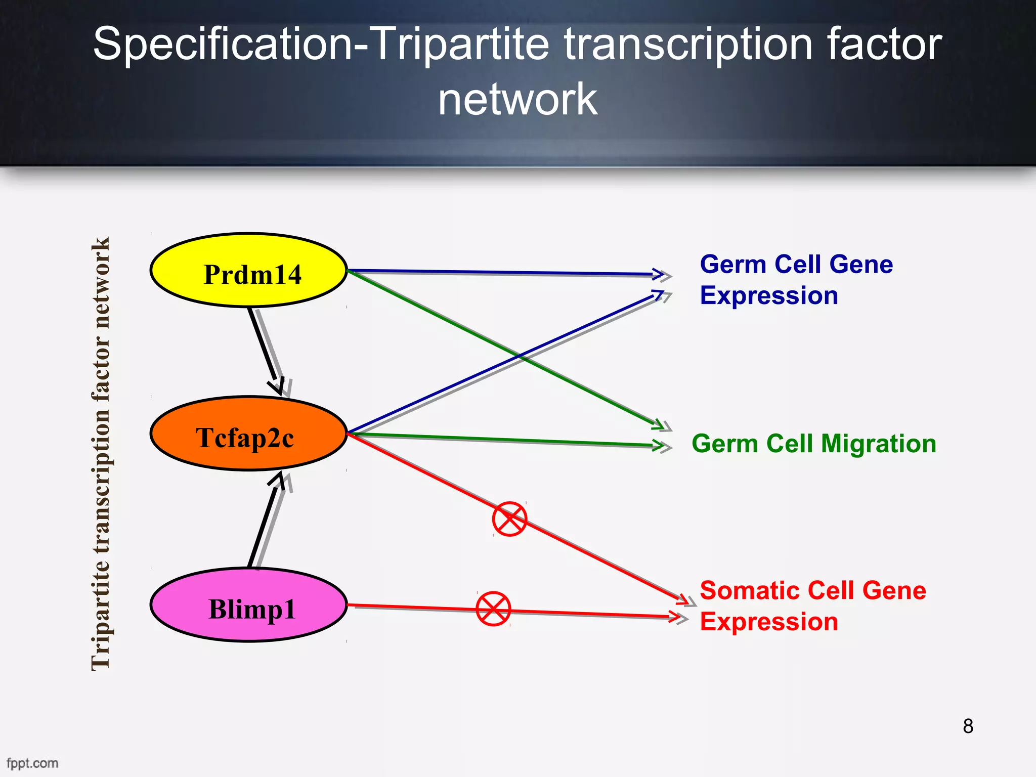 Primordial Germ Cells | PPT