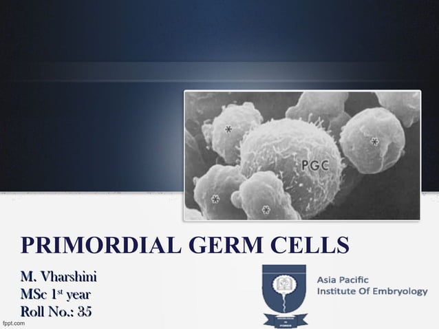 Primordial Germ Cells | PPT