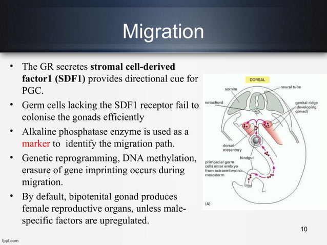 Primordial Germ Cells | PPT