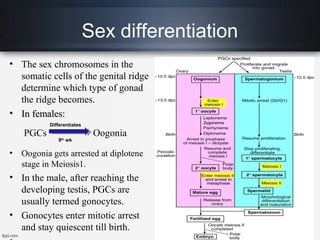 Primordial Germ Cells | PPT