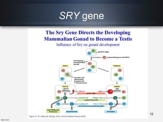Primordial Germ Cells | PPT