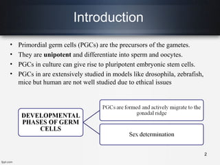 Primordial Germ Cells | PPT