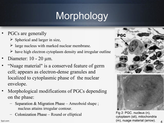 Primordial Germ Cells | PPT