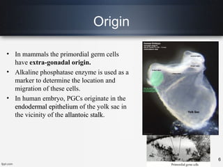 Primordial Germ Cells | PPT