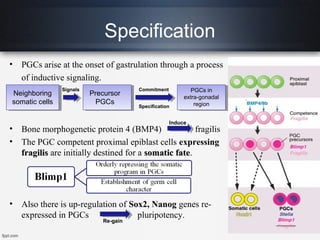 Primordial Germ Cells | PPT