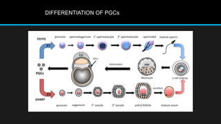 Primordial germ cells | PPTX