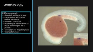 Primordial germ cells | PPTX