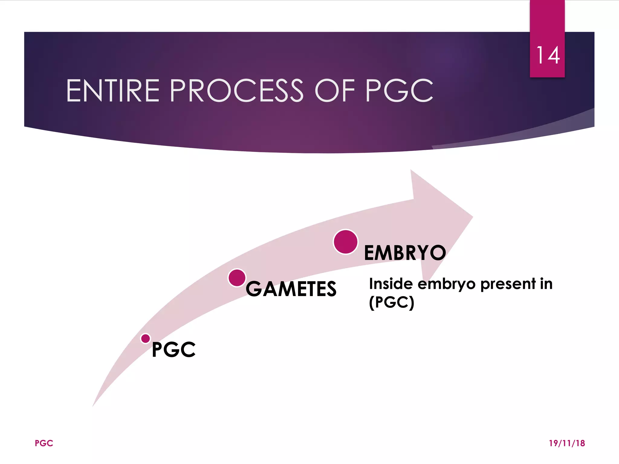 Primordial germ cells pdf | PDF