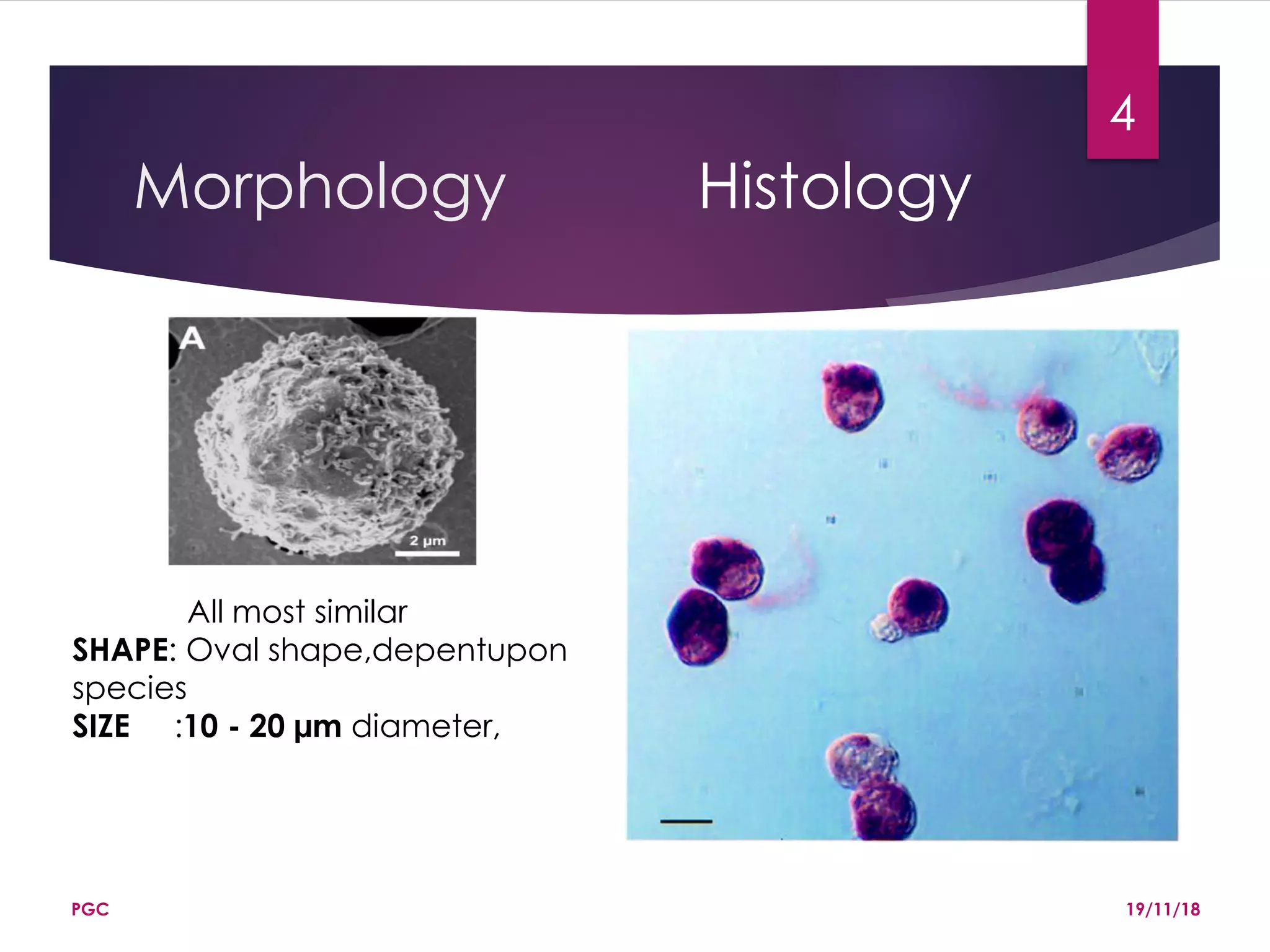 Primordial germ cells pdf | PDF