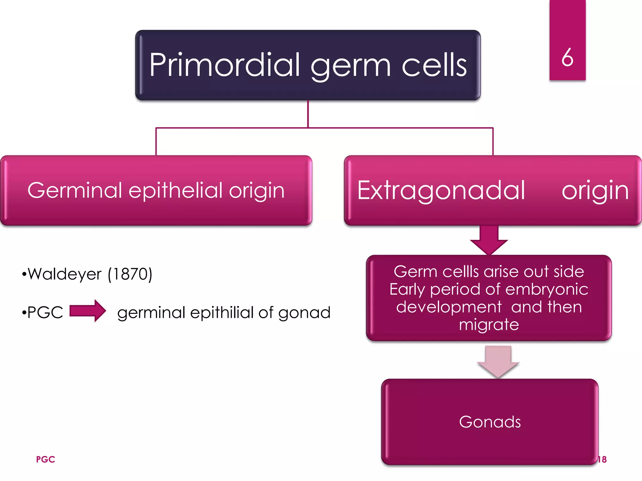 Primordial germ cells pdf | PDF