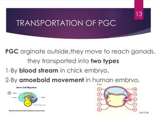 Primordial germ cells pdf | PPT