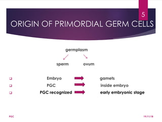 Primordial germ cells pdf | PPT
