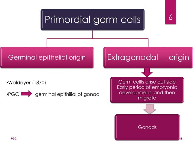 Primordial germ cells pdf | PPT