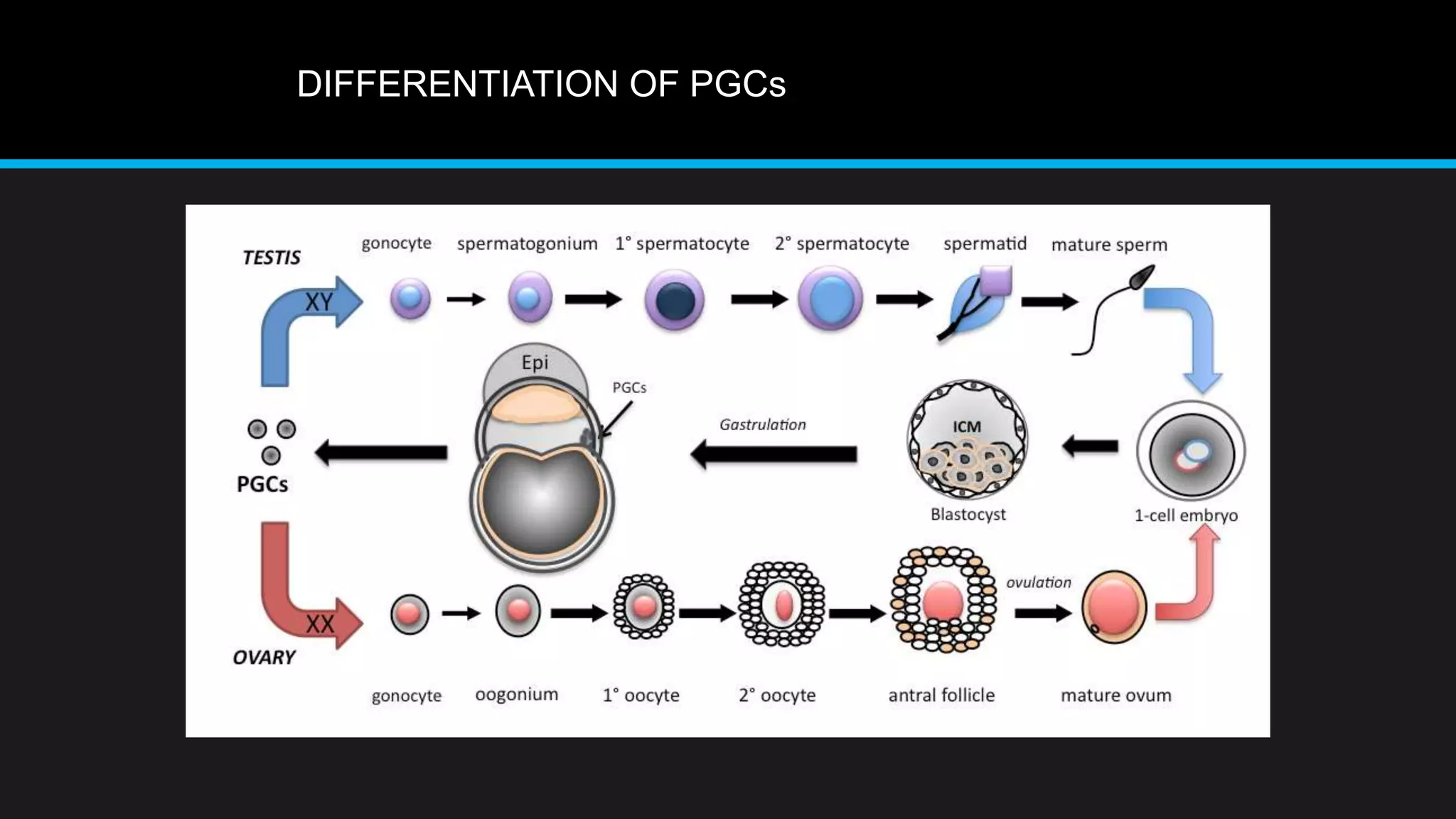 Primordial germ cells ps | PPTX