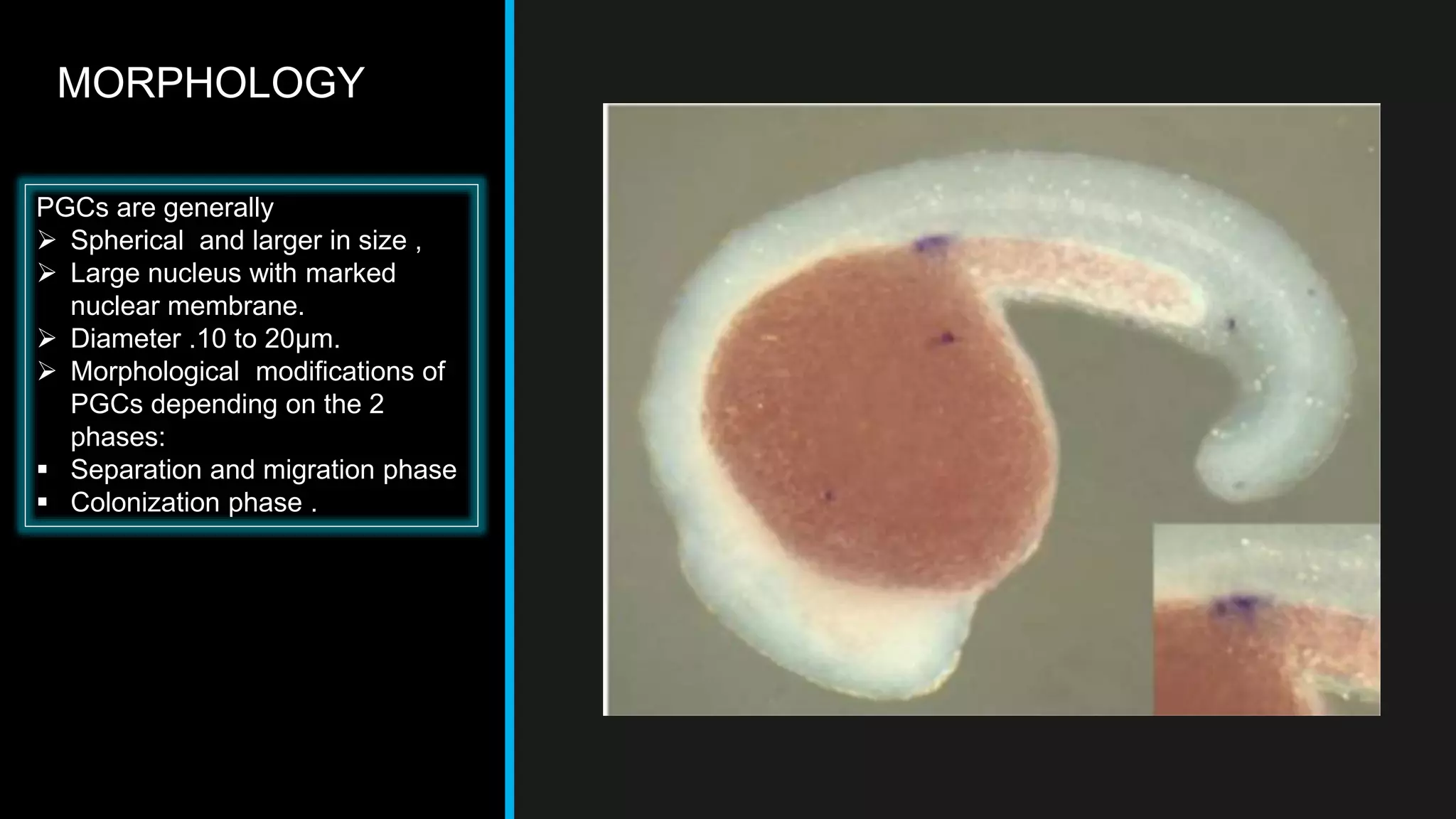 Primordial germ cells ps | PPTX