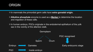 Primordial germ cells ps | PPTX