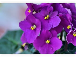 Primula | PPT