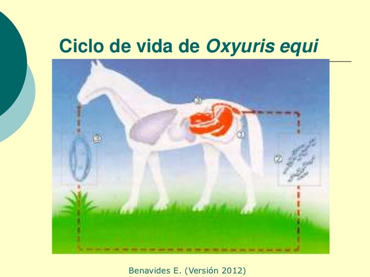 Oxyuris Equi Sintomas