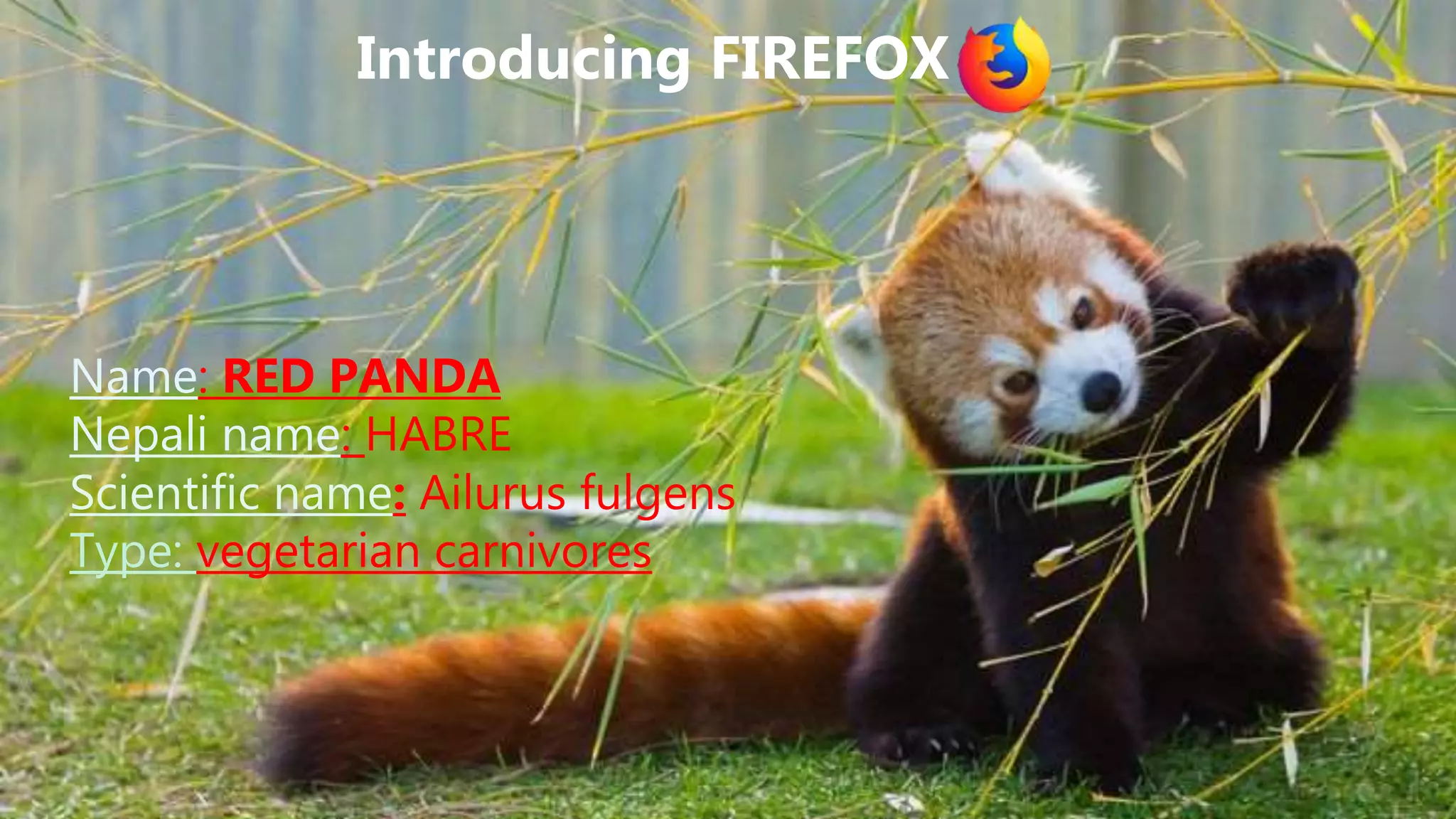 RED PANDA | PPTX