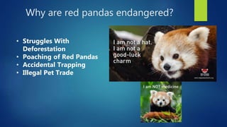 RED PANDA | PPTX