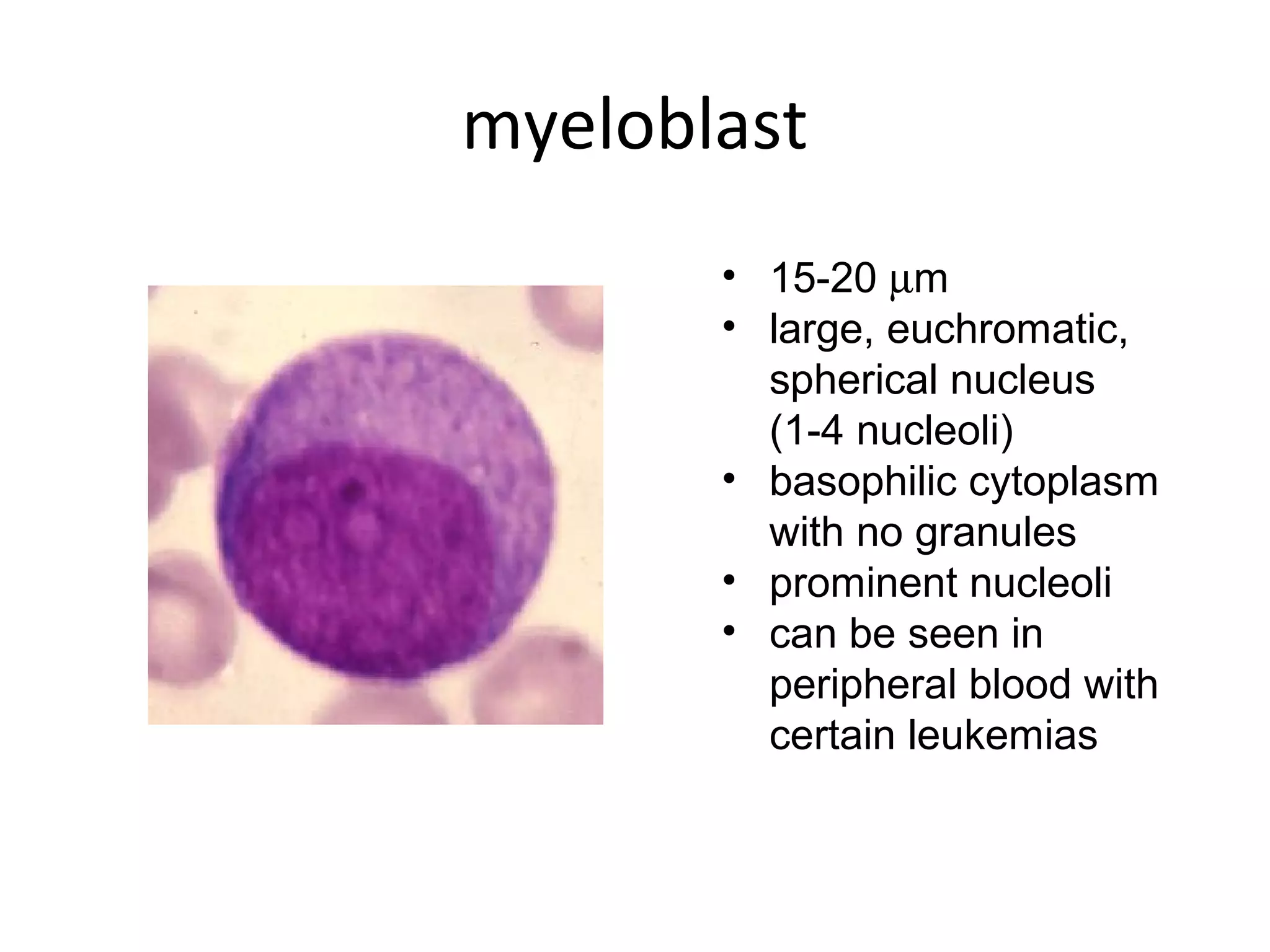 Morphology of white blood cells | PPT