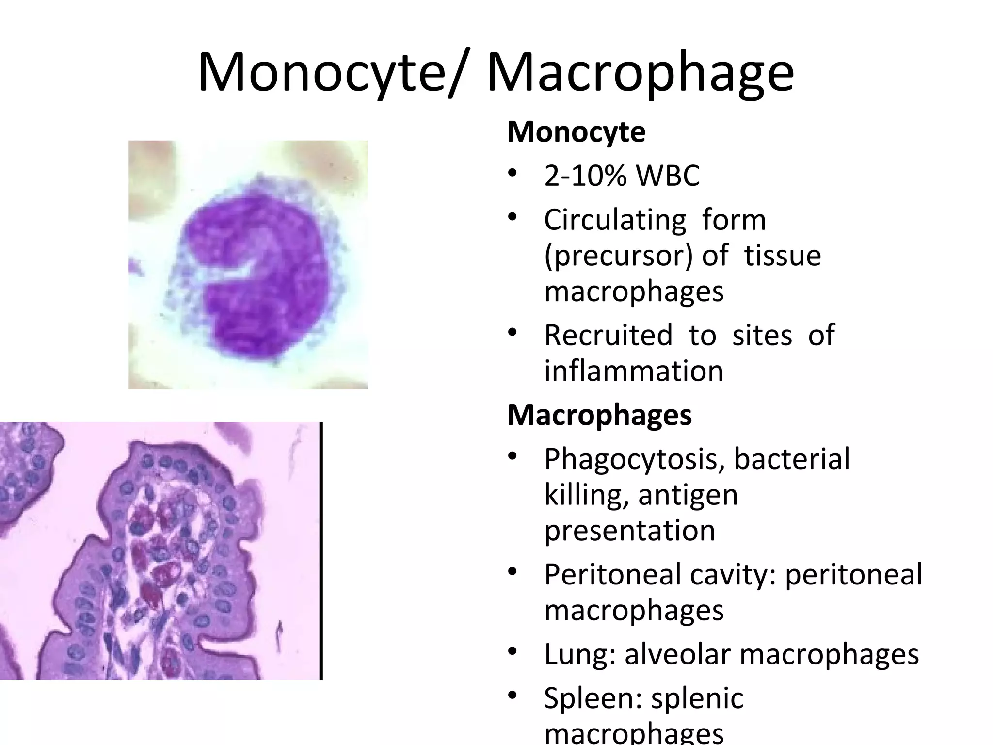 Morphology of white blood cells | PPT