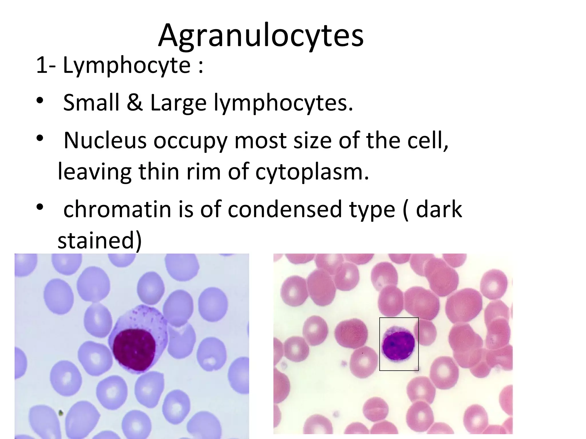 Morphology of white blood cells | PPT