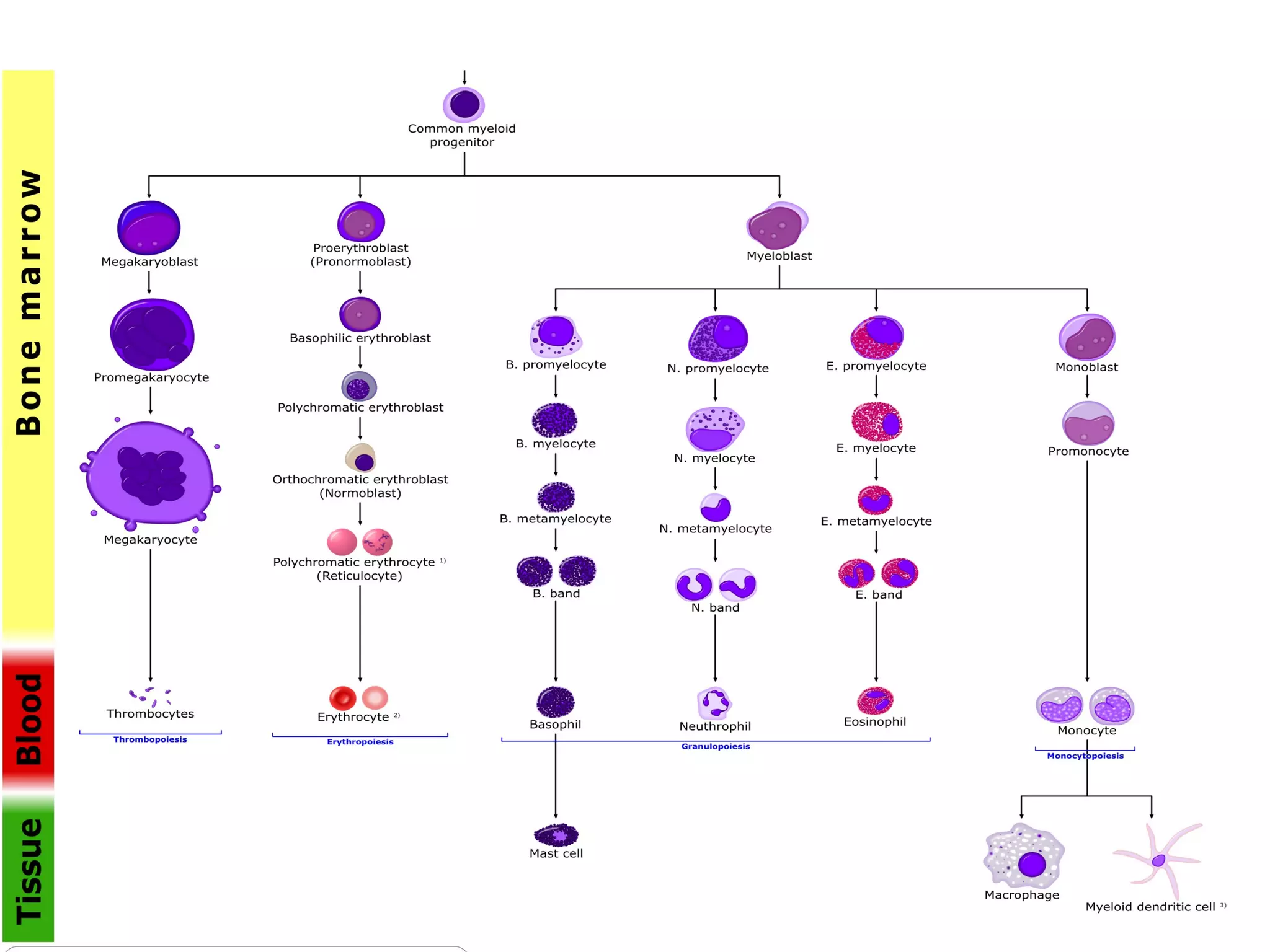 Morphology of white blood cells | PPT