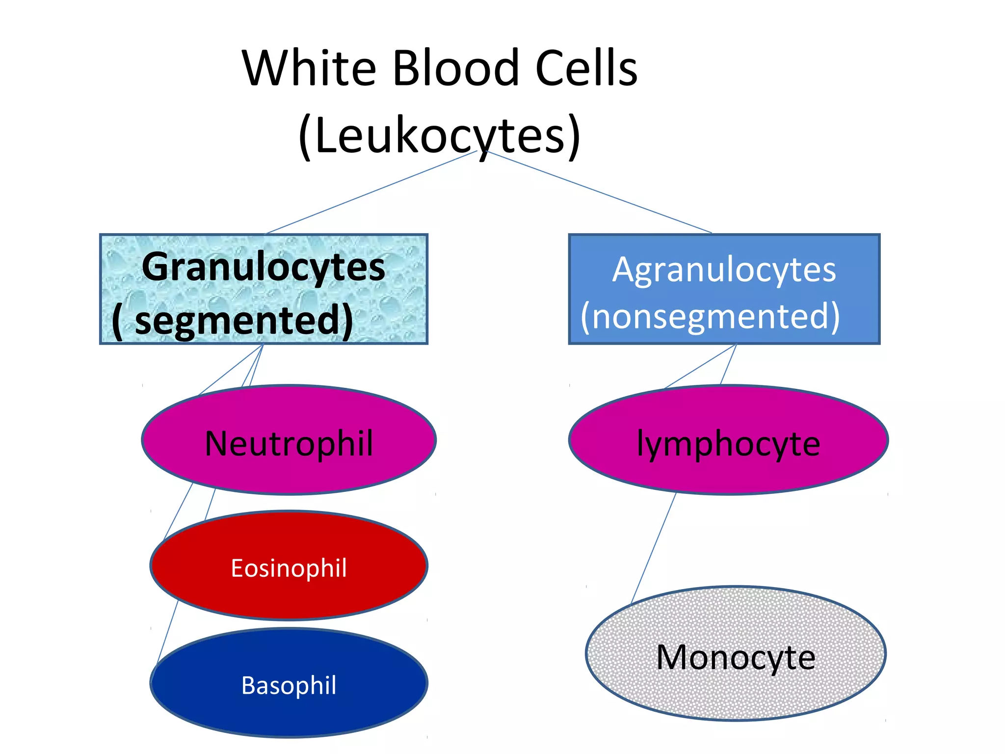 Morphology of white blood cells | PPT