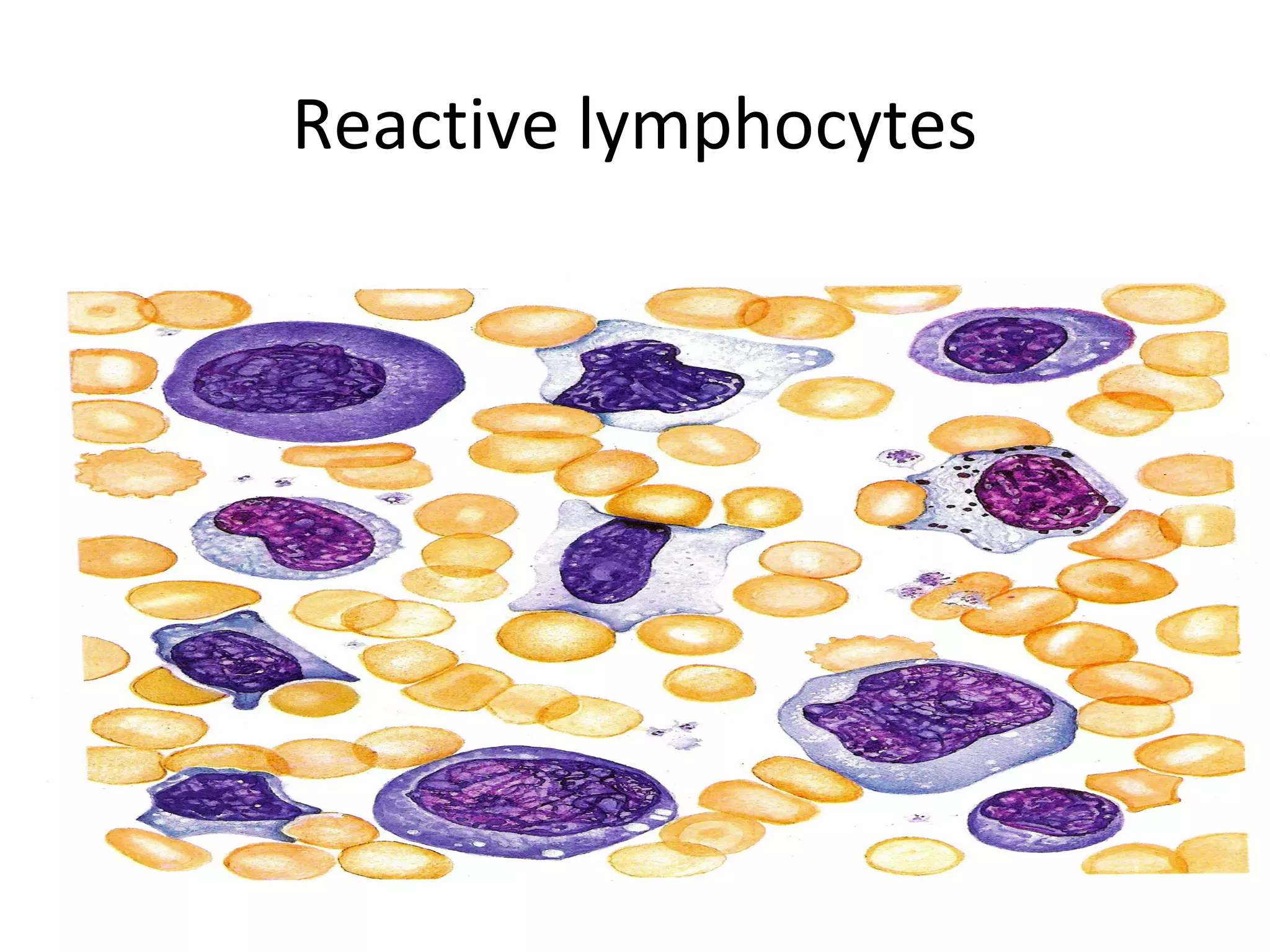 Morphology of white blood cells | PPT