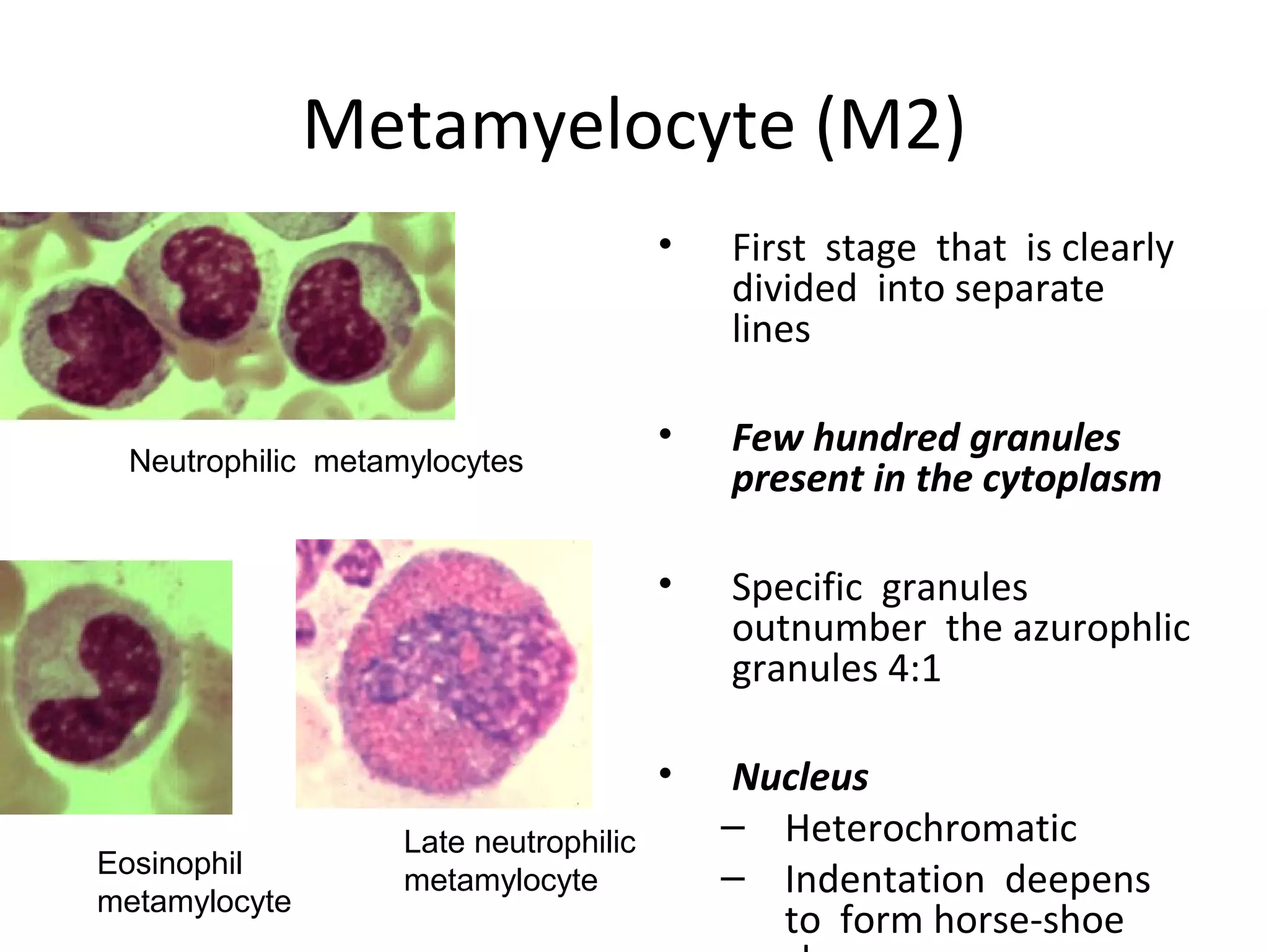 Morphology of white blood cells | PPT
