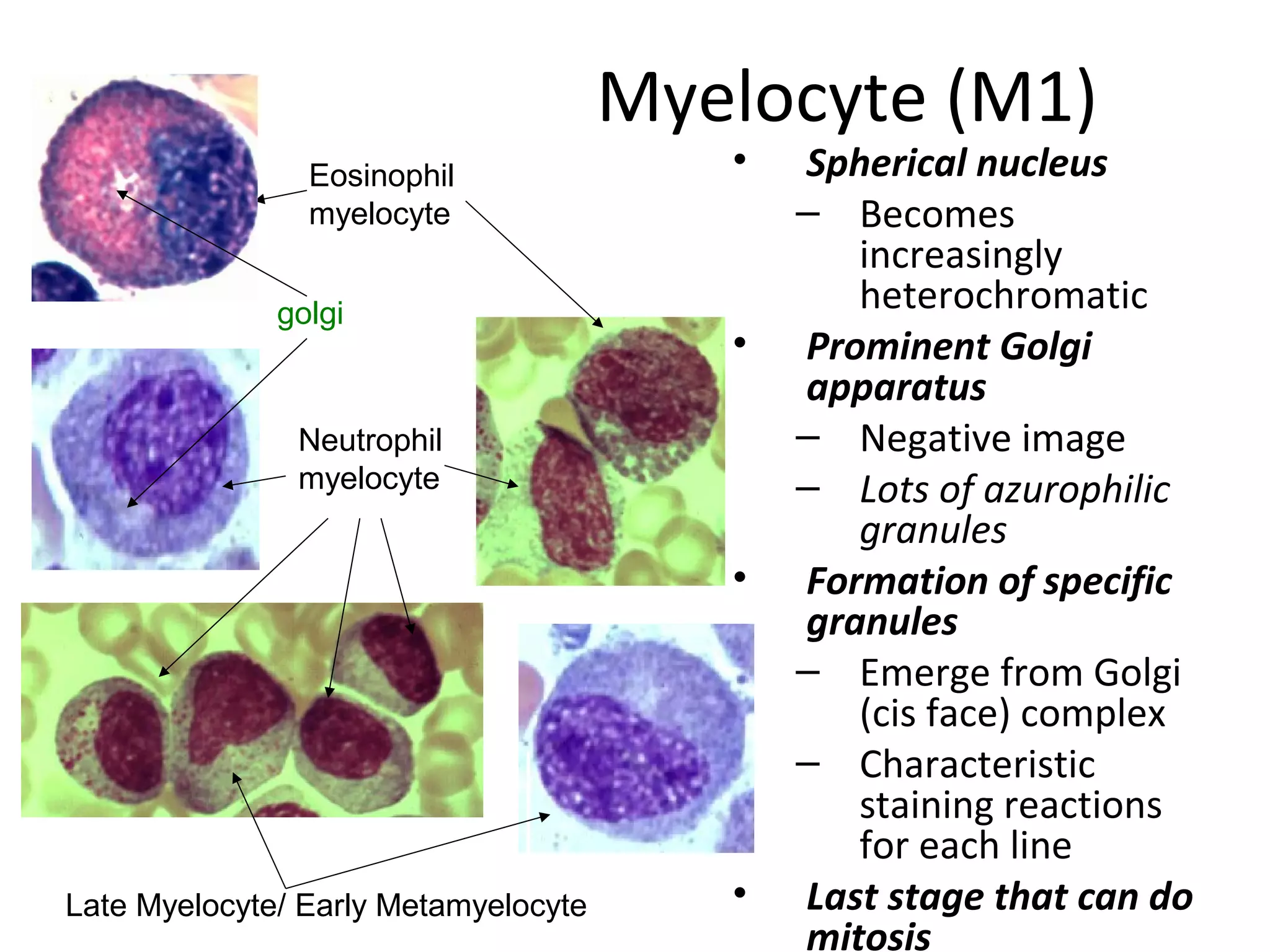 Morphology of white blood cells | PPT
