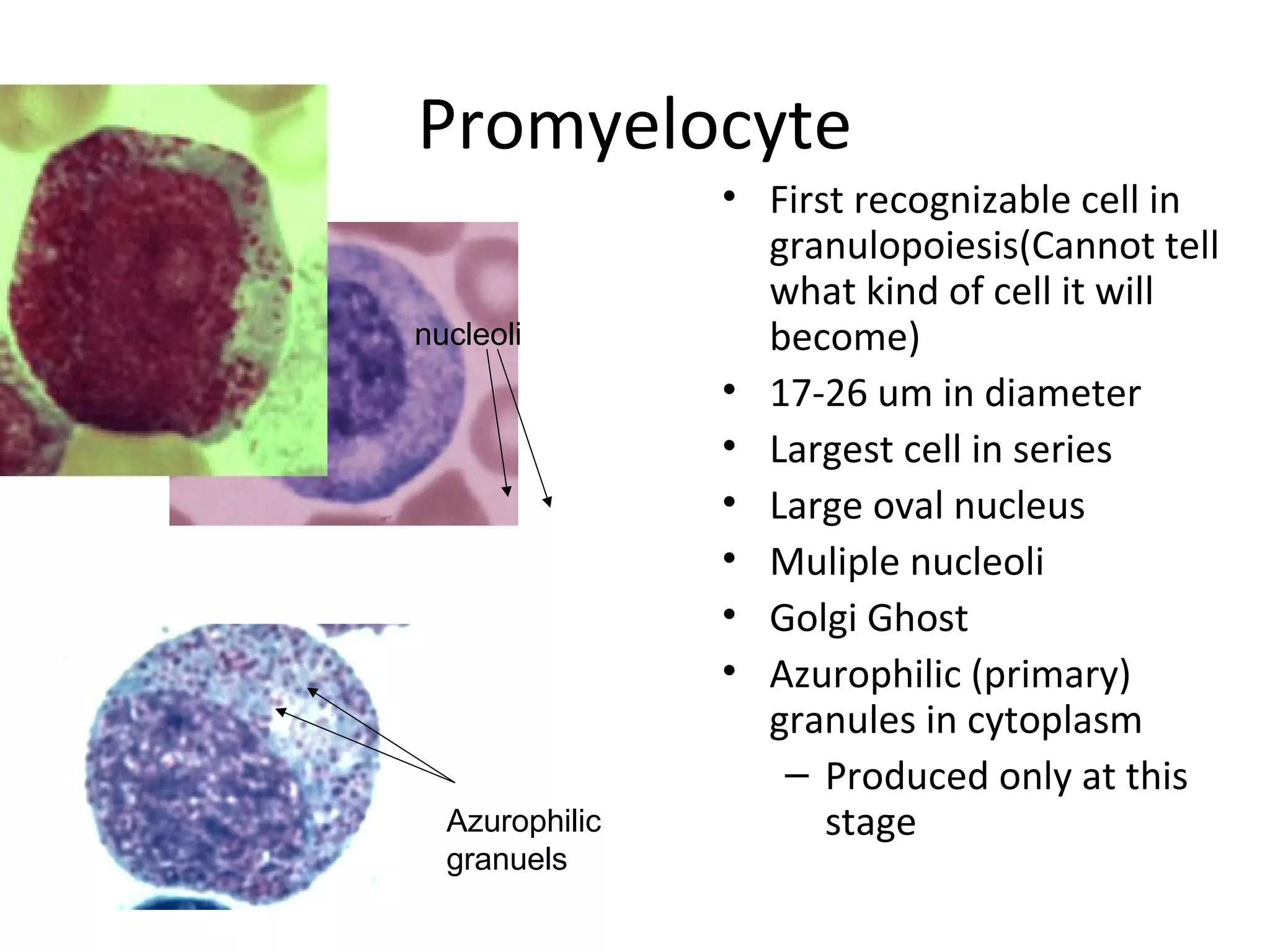Morphology of white blood cells | PPT