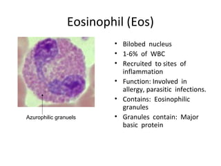 Morphology of white blood cells | PPT