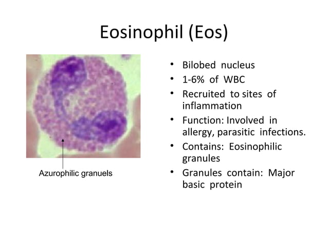Morphology of white blood cells | PPT